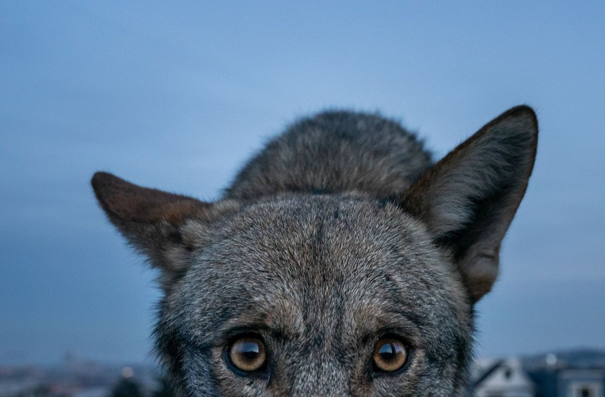 A podcast conversation with photographer Loren Elliott: Coyotes of San ...